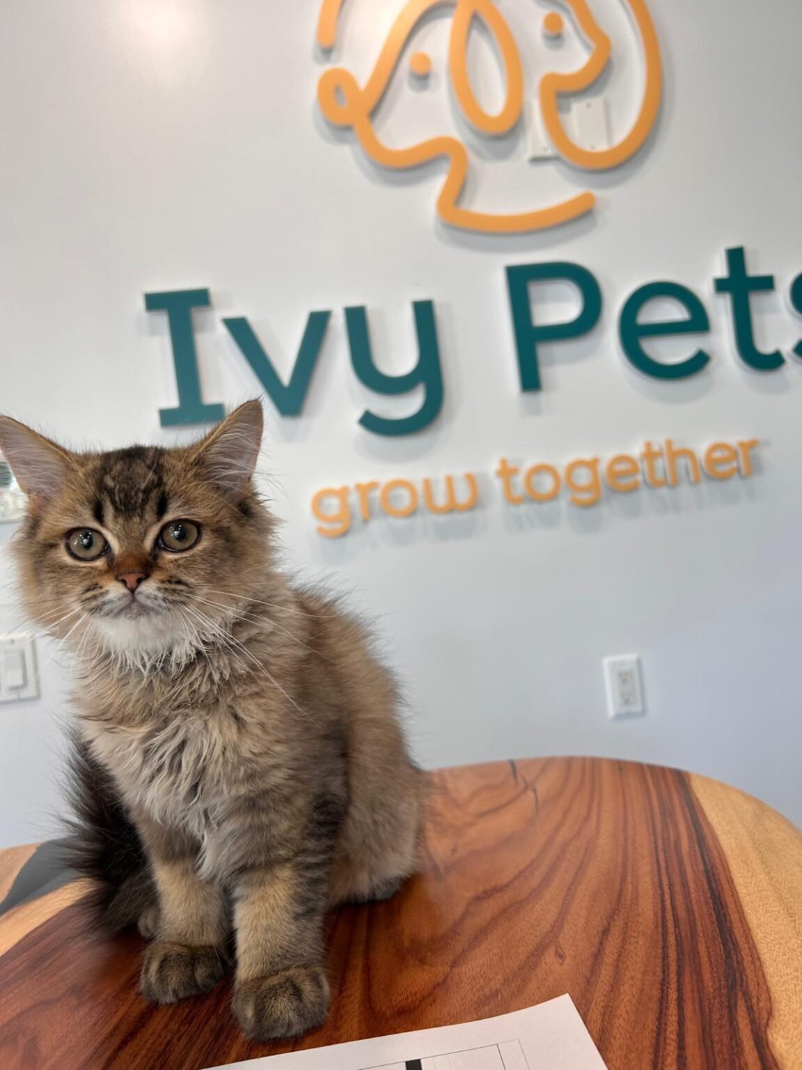 Primary Veterinary Care for Pets in NYC | Ivy Pets
